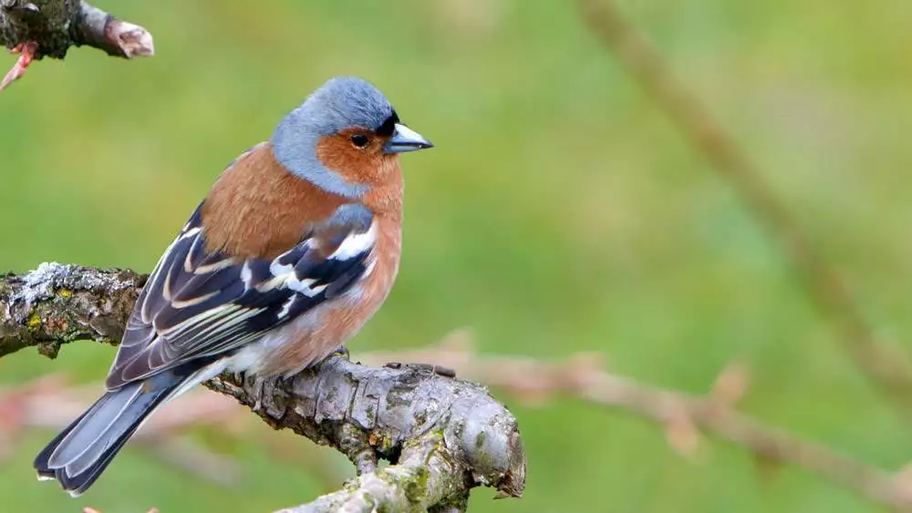 Finch Names (249 Amazing Ideas For Your Chirpy Pet)