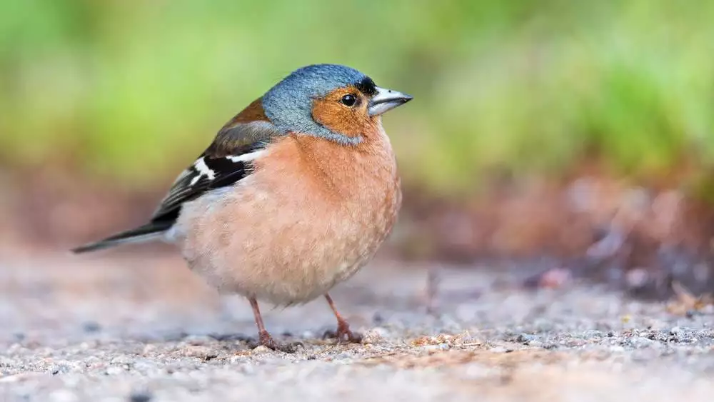 Finch Names (249 Amazing Ideas For Your Chirpy Pet)
