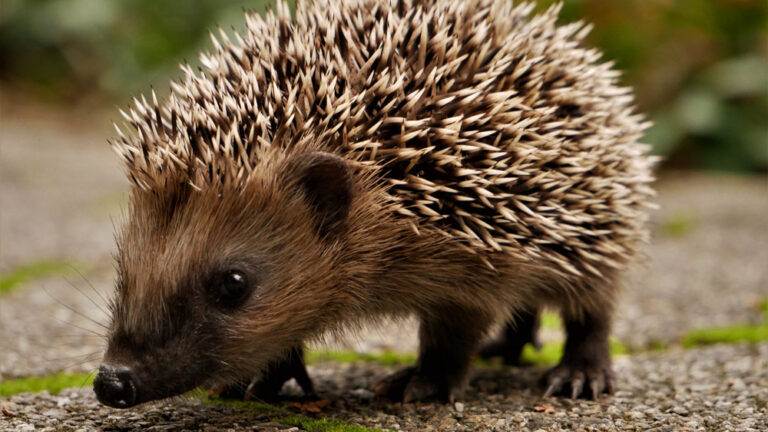 387+ Hedgehog Names (Cute, Funny & BEST Ideas In 2025)
