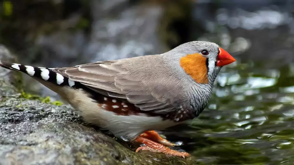 Finch Names (249 Amazing Ideas For Your Chirpy Pet)