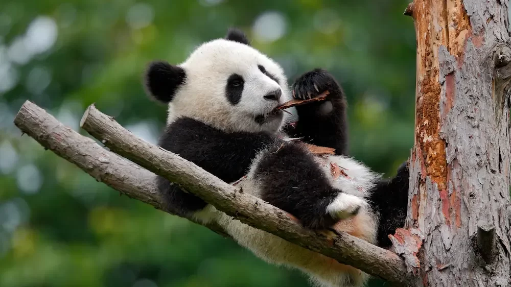 Panda Names 459 Best Funny Cute Famous Ideas 