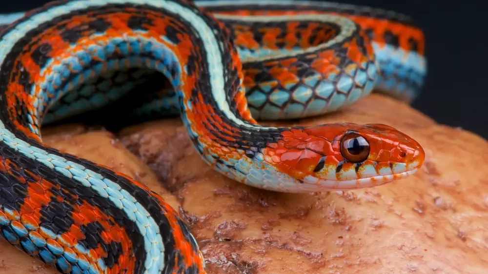 369 Snake Names BEST Cute Cool Ideas In 2024 369 Snake Names BEST Cute Cool Ideas In 2024