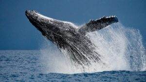549+ Whale Names (Good, Cute & Famous Naming Ideas)