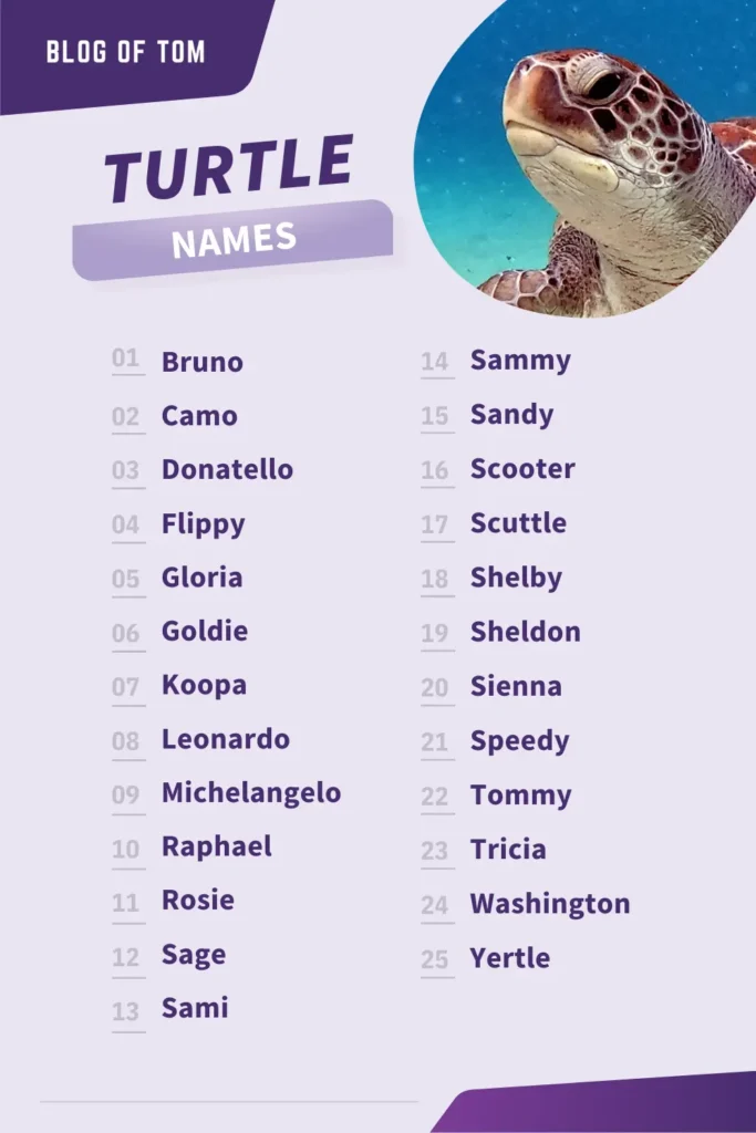999 Tortoise Turtle Names Best Funny Cute Ideas 