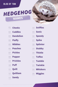 387+ Hedgehog Names (Cute, Funny & BEST Ideas In 2025)