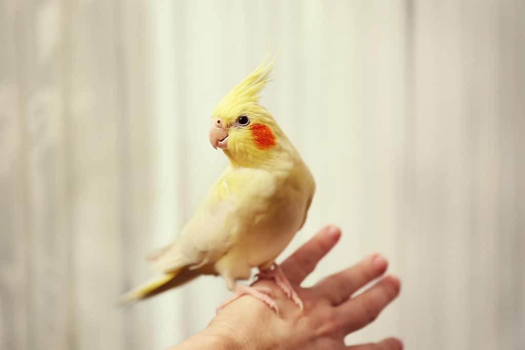 487+ Cockatiel Names (Awesome Male & Female Ideas)