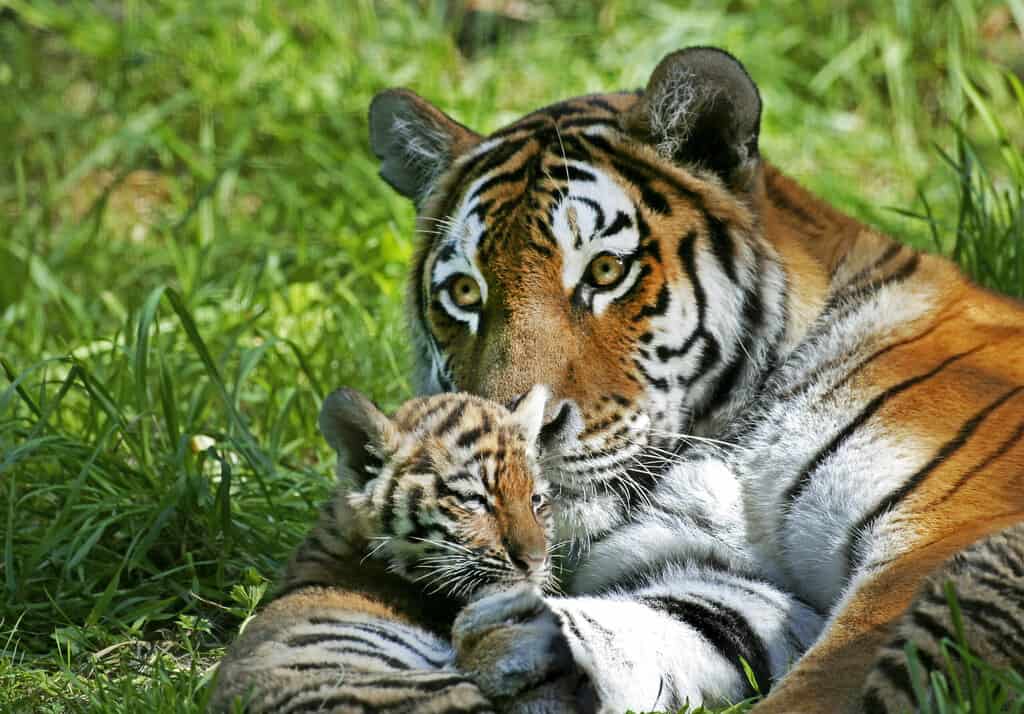 999+ Tiger Names For Male & Female Pets In 2025