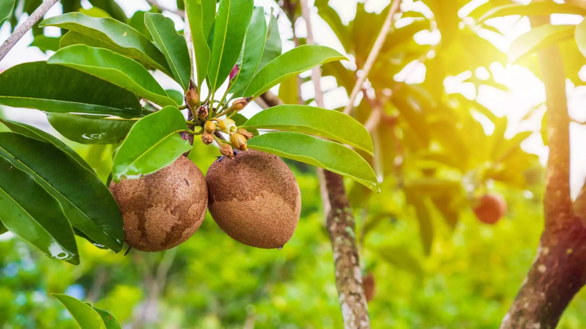29 Fruits That Start With S A Complete Guide Blog Of Tom 29 Fruits That Start With S A Complete Guide Blog Of Tom
