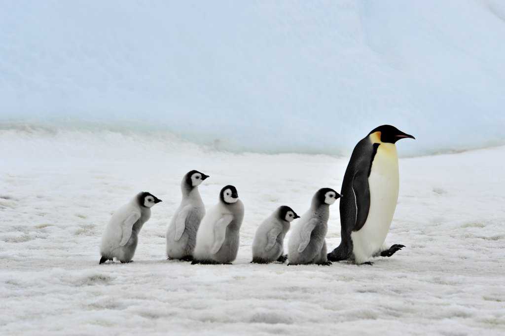 199+ Penguin Names (Best, Cute & Funny Naming Ideas)