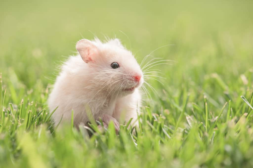 999 Hamster Names BEST Boy Girl Ideas In 2023 999-hamster-names-best-boy-girl-ideas-in-2023