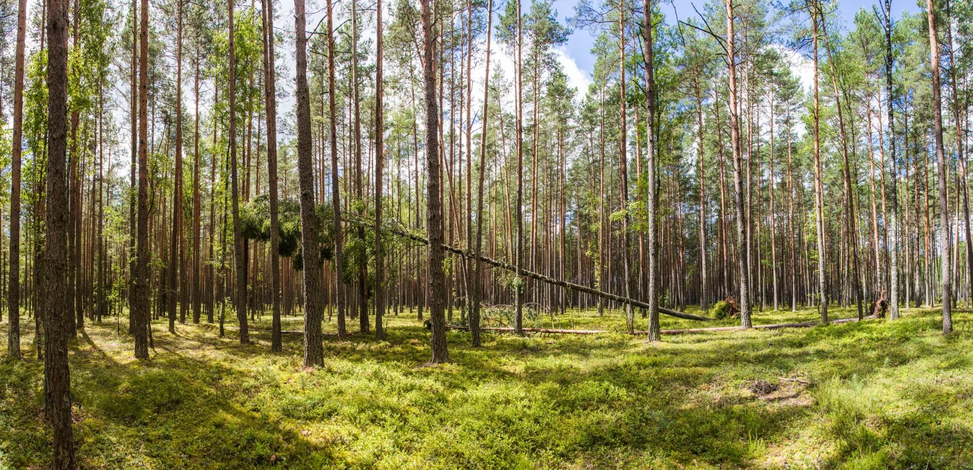 475 Forest Names (Cool, Enchanting & Magical Ideas)