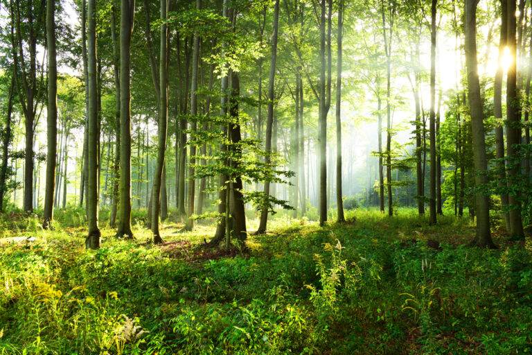 475 Forest Names (Cool, Enchanting & Magical Ideas)