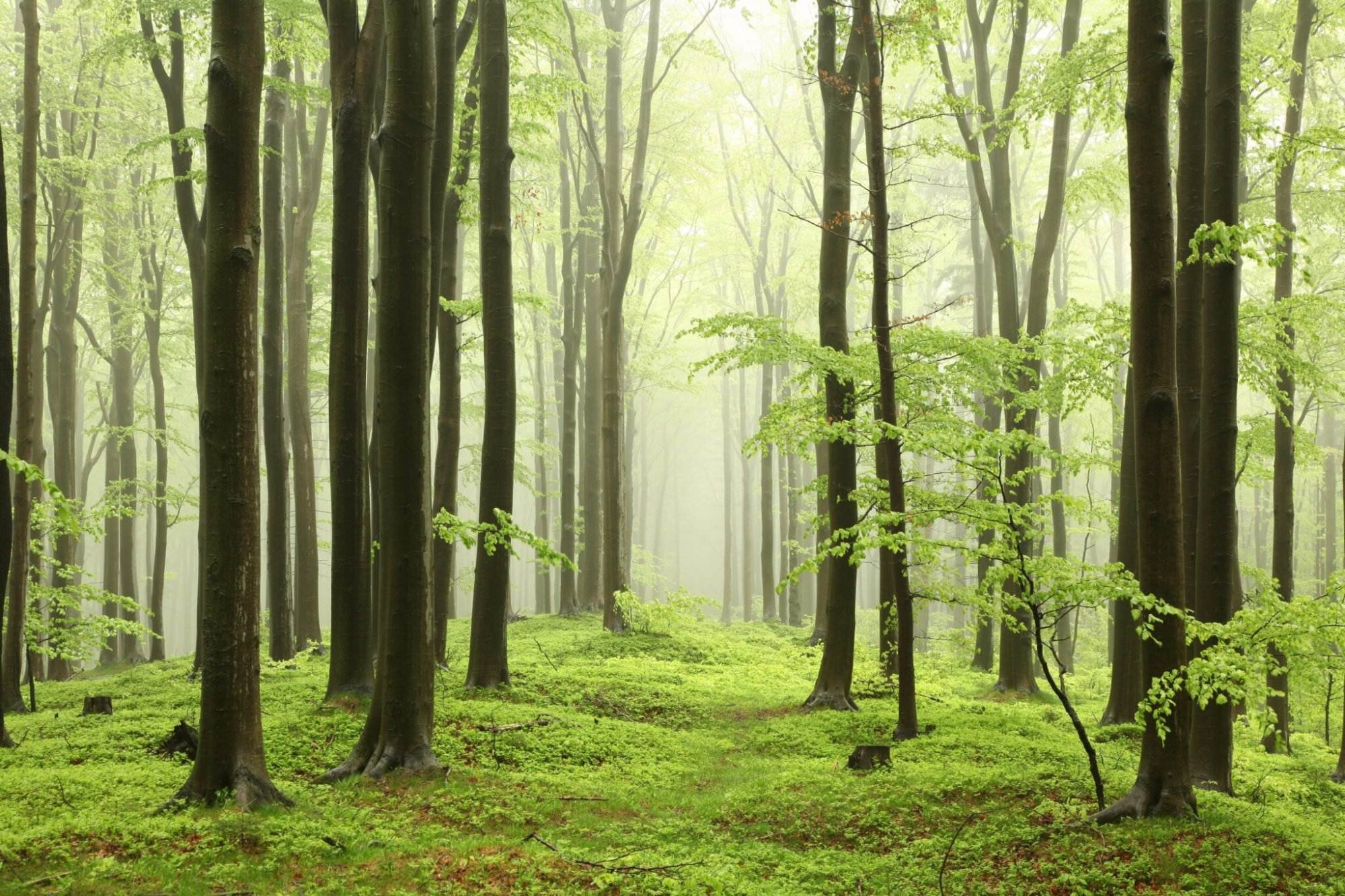 475 Forest Names (Cool, Enchanting & Magical Ideas)