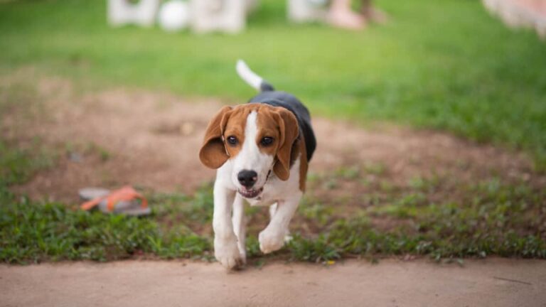 97+ Dog Names That Start With Y (BEST 2025 Choices!)
