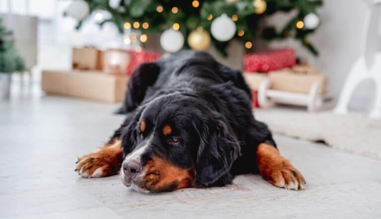 449+ Christmas Dog Names: BEST Ideas For Festive Pups