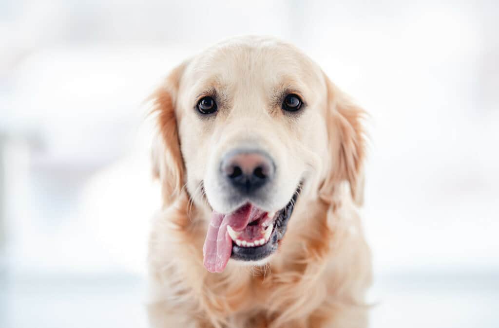 119 Best Old Man Names For Dogs BEST Ideas For 2024 