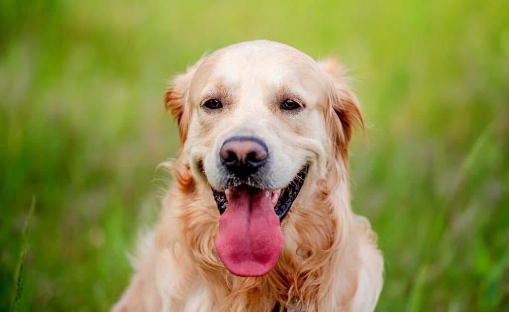 97 Working Dog Names (BEST 2026 Picks!) - Blog Of Tom