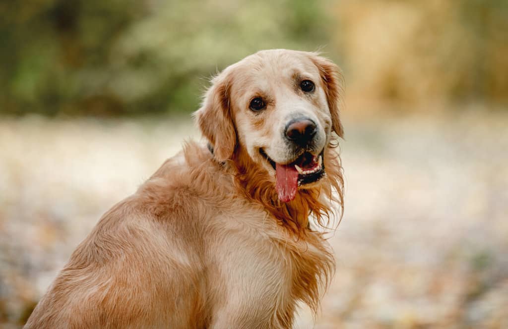 199+ Dog Names That Start With I (Best 2025 Ideas!)