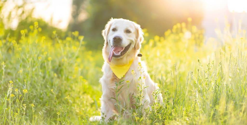 449 Flower Names For Dogs BEST List Cute Adorable 449 Flower Names For Dogs BEST List Cute Adorable