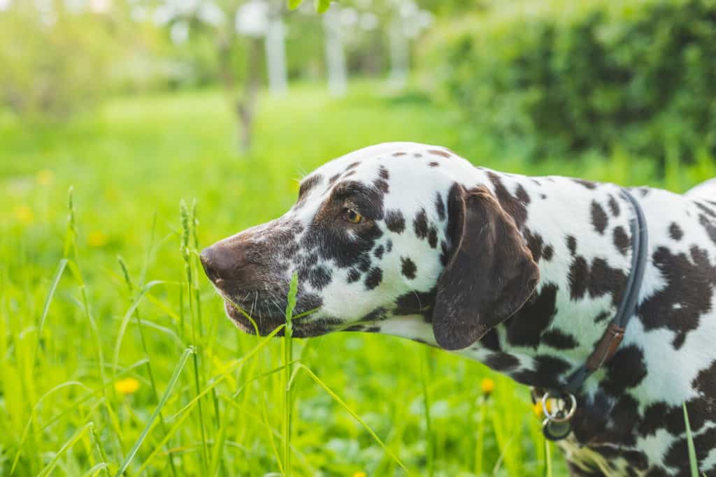 189+ Dalmatian Names (BEST Ideas For Your Spotted Pup!)