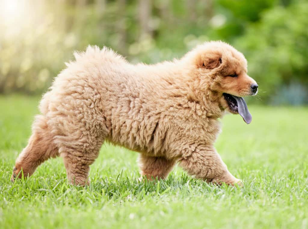 349+ Dog Names That Start With A (Best Choices!)