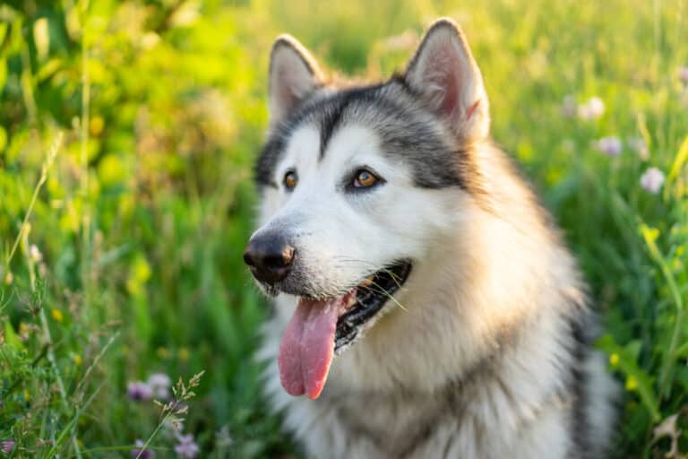 497+ Husky Names (Best 2025 Picks For Your Pup!)