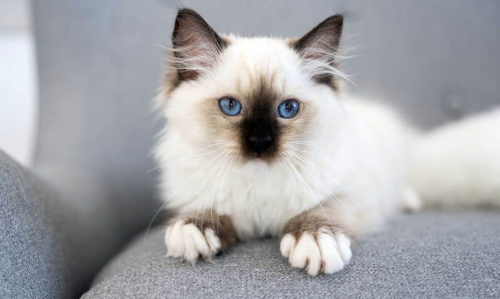449+ Ragdoll Cat Names (BEST 2025 Guide!) - Blog Of Tom