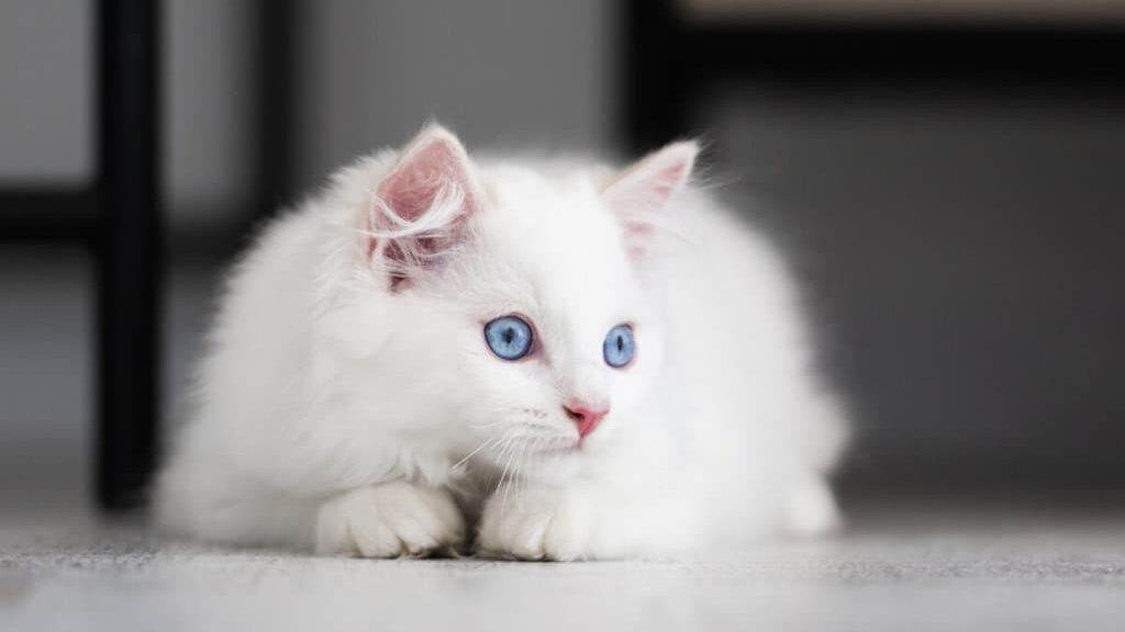 249 White Cat Names Best 2024 Choices For Your Feline 249 White Cat Names Best 2024 Choices For Your Feline