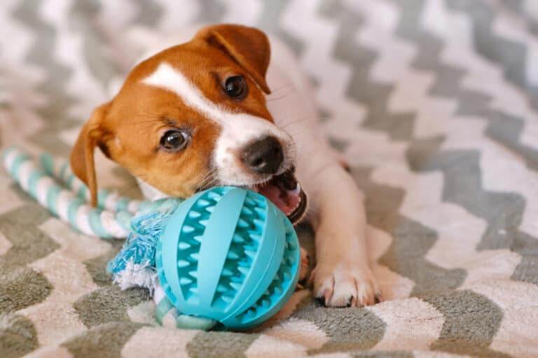 299+ Jack Russell Names (Exciting Ideas For Your New Pup!)