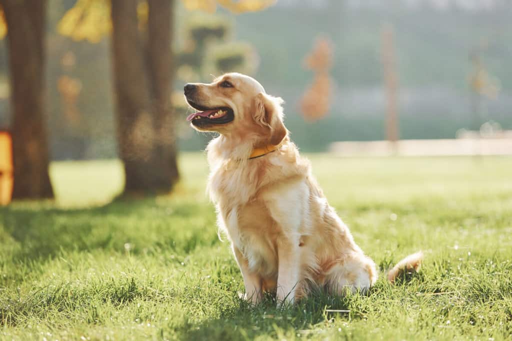 167+ Hippie Dog Names (Best 2025 Picks For Groovy Pups!)