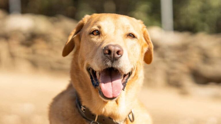 449+ Labrador Names: BEST Ideas For Your Pup (2025 Edition)