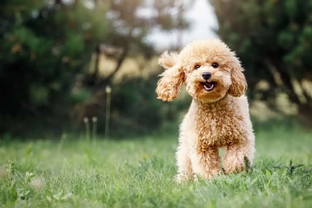 159 Brown Dog Names Best Ideas For Your Pup 2024 159 Brown Dog Names Best Ideas For Your Pup 2024