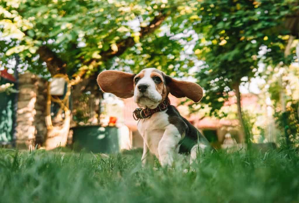 167+ Hippie Dog Names (Best 2025 Picks For Groovy Pups!)