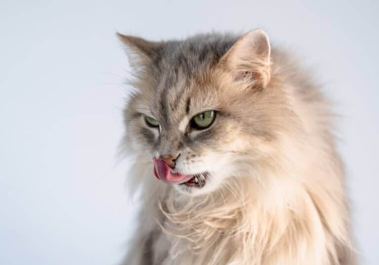 297+ Food Names For Cats: BEST Ideas (2025 Edition) 🐱🍴