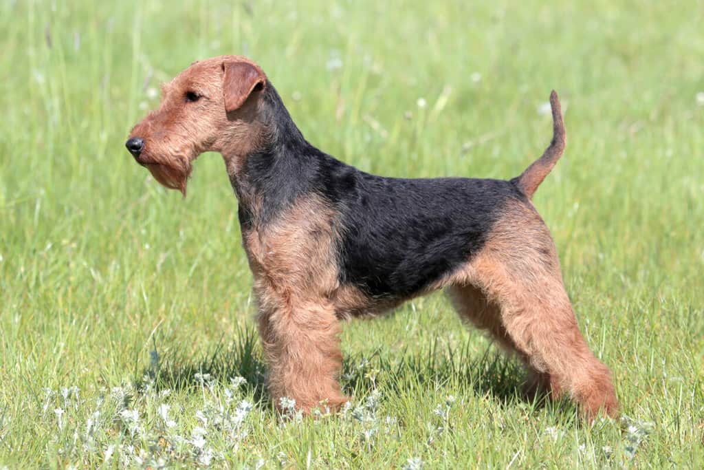 175 Welsh Terrier Names (BEST 2025 List!) 🐾 - Blog Of Tom