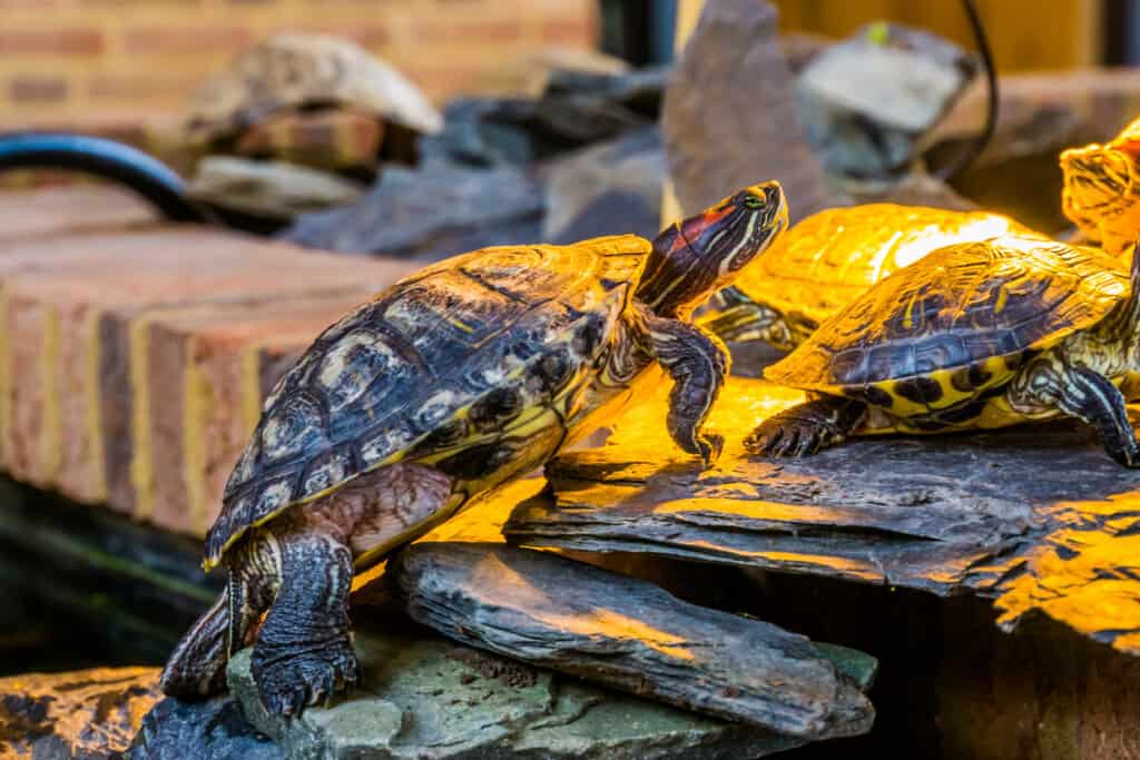 299+ Reptile Names: (Best List For 2025!) - Blog Of Tom