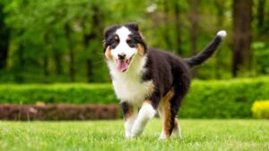 285+ Dog Middle Names: BEST Choices For Your Pup (2025!)