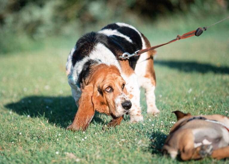 209+ Basset Hound Names (BEST 2026 Ideas) - Blog Of Tom