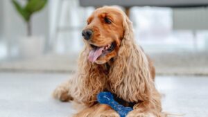 109+ Cocker Spaniel Names: Best Picks For 2025 - Blog Of Tom