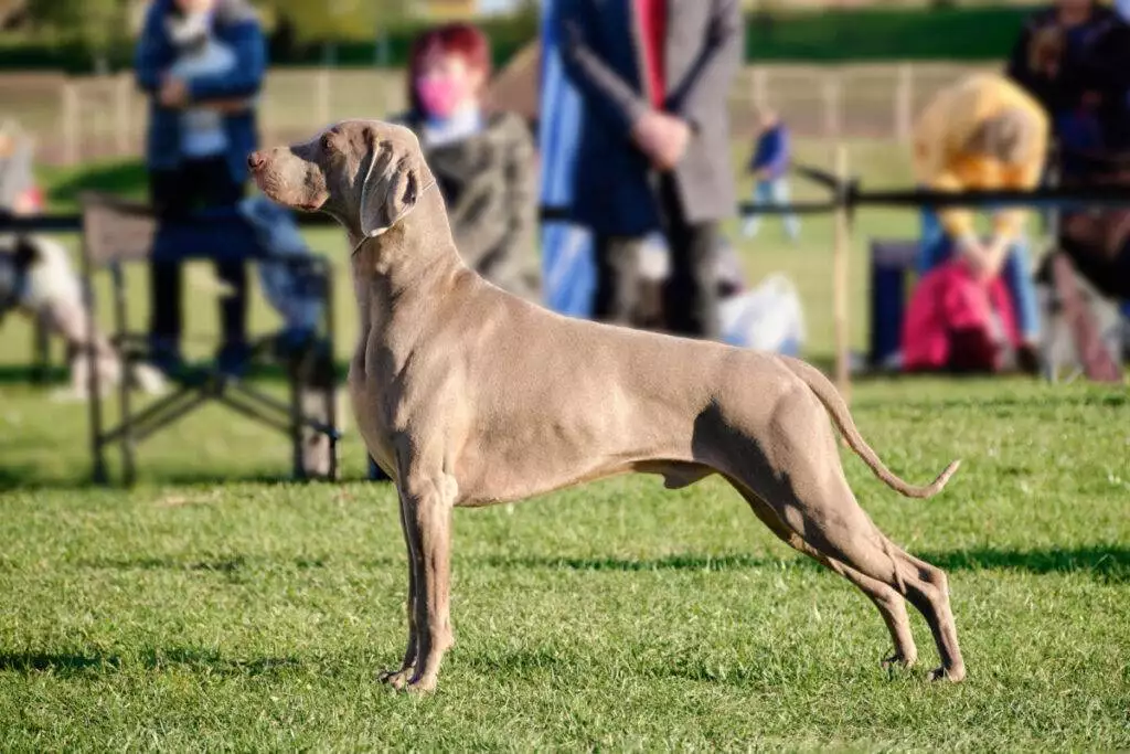 439+ Best Weimaraner Names (BEST 2024 Picks For Your Pup)