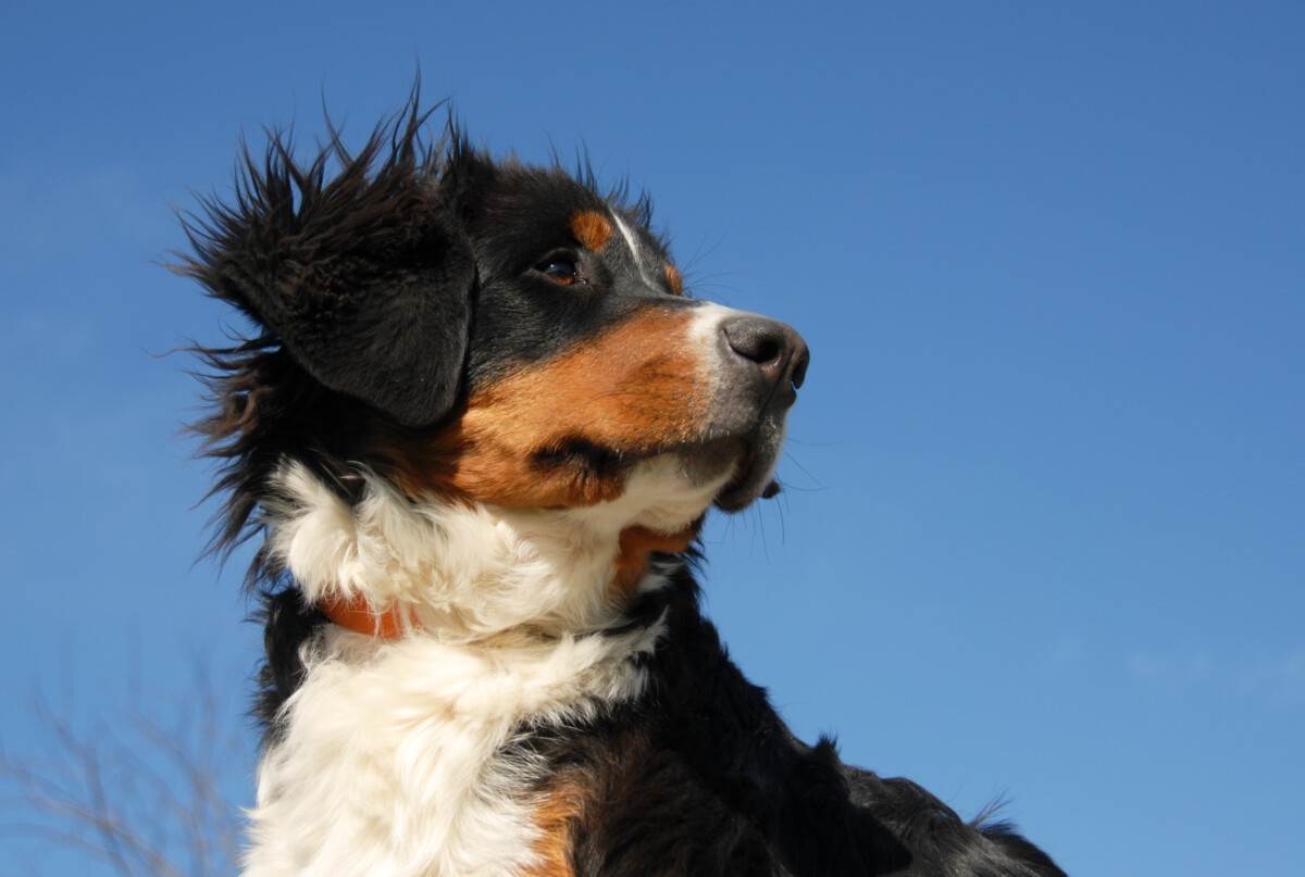 449+ Bernese Mountain Dog Names: BEST Guide (Top Picks)