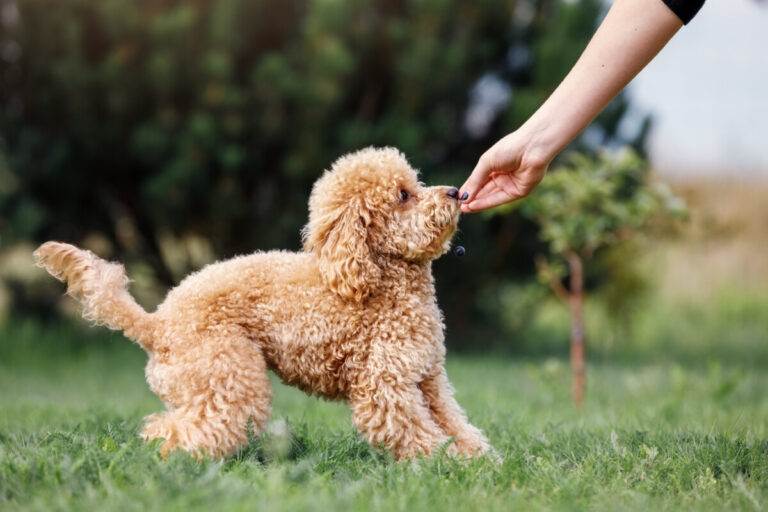 449+ Poodle Names: BEST Options For Your Pup - Blog Of Tom