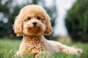 285+ Dog Middle Names: BEST Choices For Your Pup (2025!)