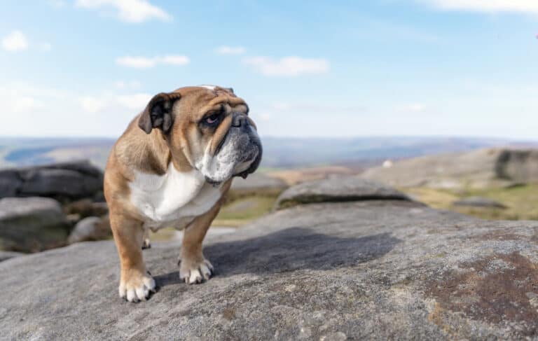 449+ Alcohol Dog Names: BEST Guide For Spirited Pooches!