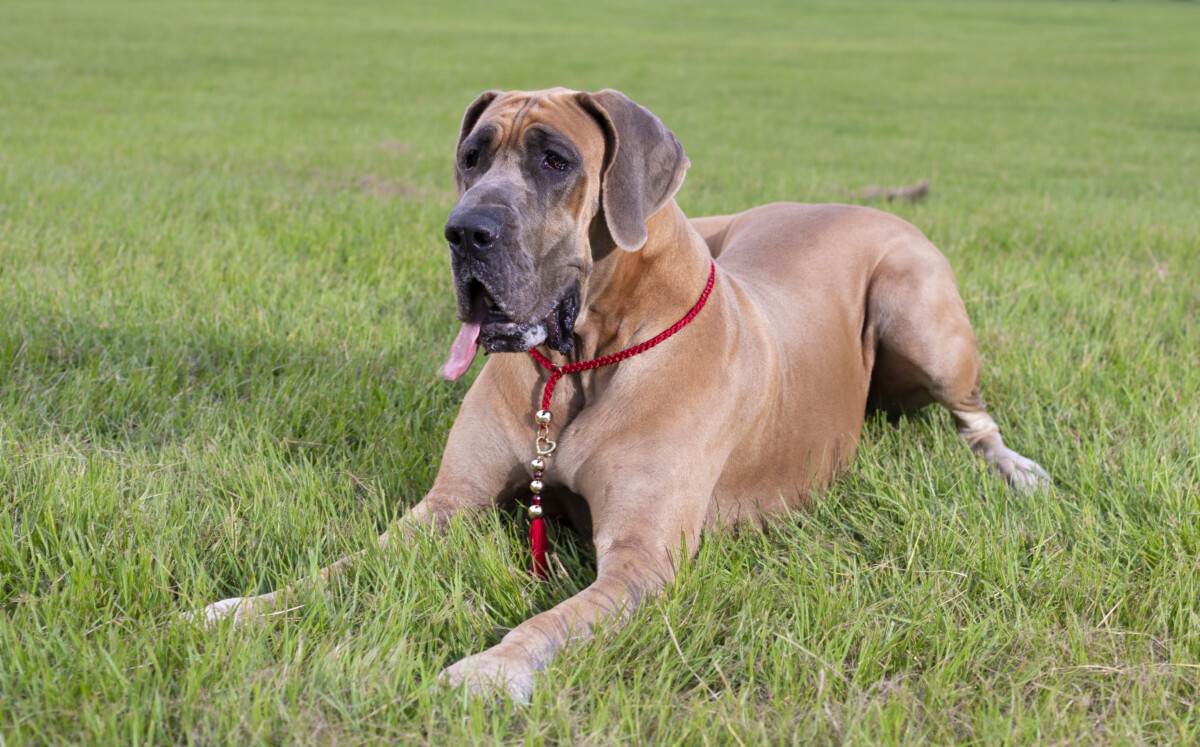 449+ Nature Dog Names (BEST List For Outdoorsy Pups!)