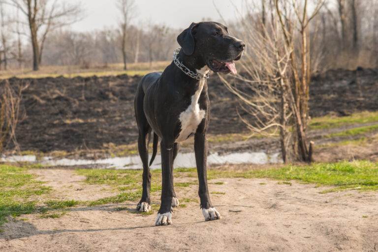 449+ Great Dane Names (BEST 2025 Ideas For A Gentle Giant!)
