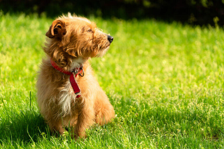 229+ Orange Dog Names (BEST 2025 Options!) - Blog Of Tom