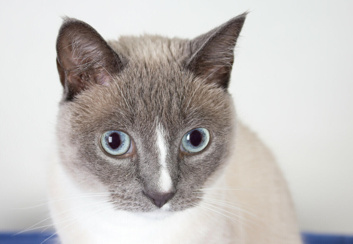 449 Human Names For Cats BEST Choices Blog Of Tom 449-human-names-for-cats-best-choices-blog-of-tom
