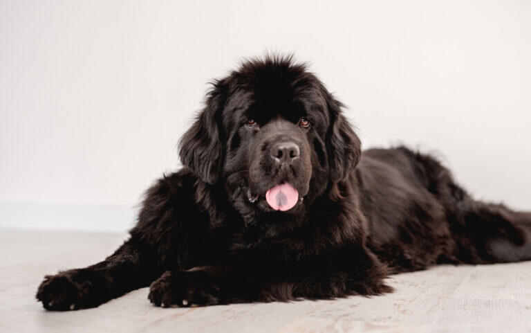 549+ Newfoundland Dog Names (BEST 2025 Picks!)