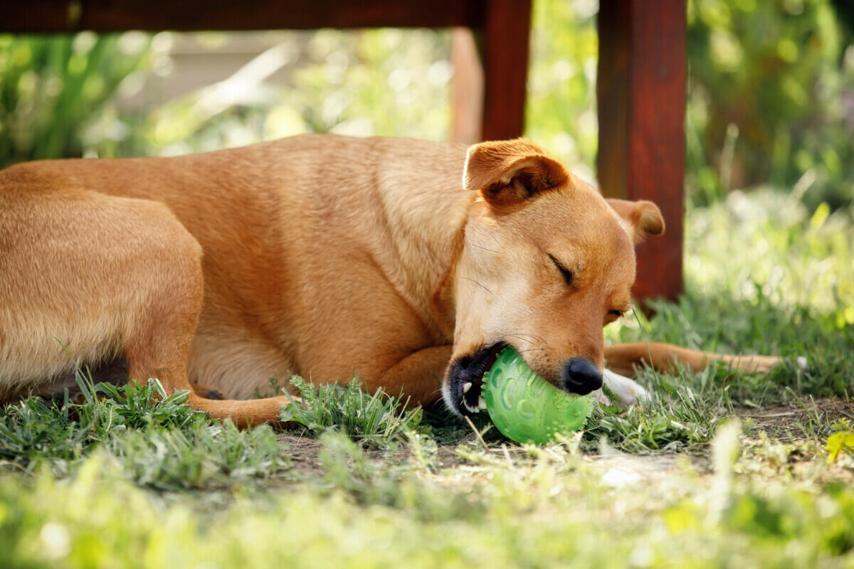 229+ Orange Dog Names (BEST %currentyear% Options!) %sep% %sitename%
